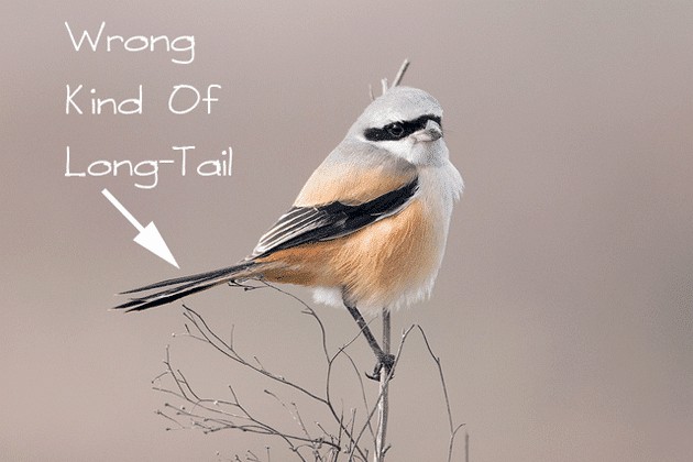 5 Long Tail Keyword Research Mistakes You're Making » Human Proof Designs